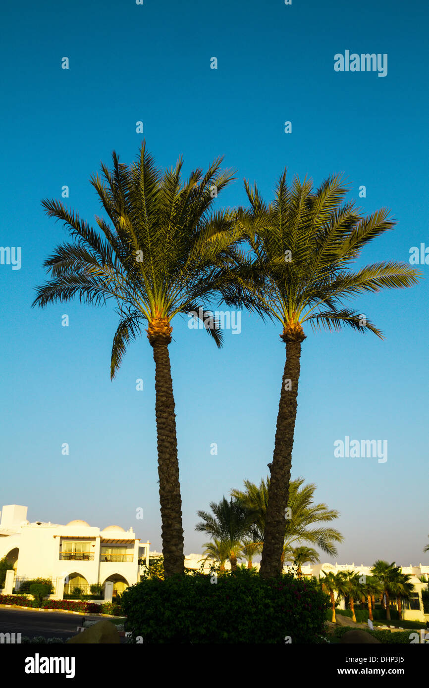 African palm tree hi-res stock photography and images - Alamy