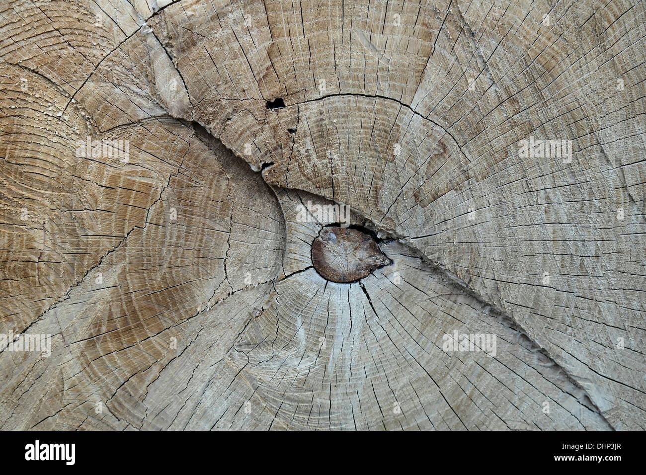 background from a tree trunk cut Stock Photo - Alamy