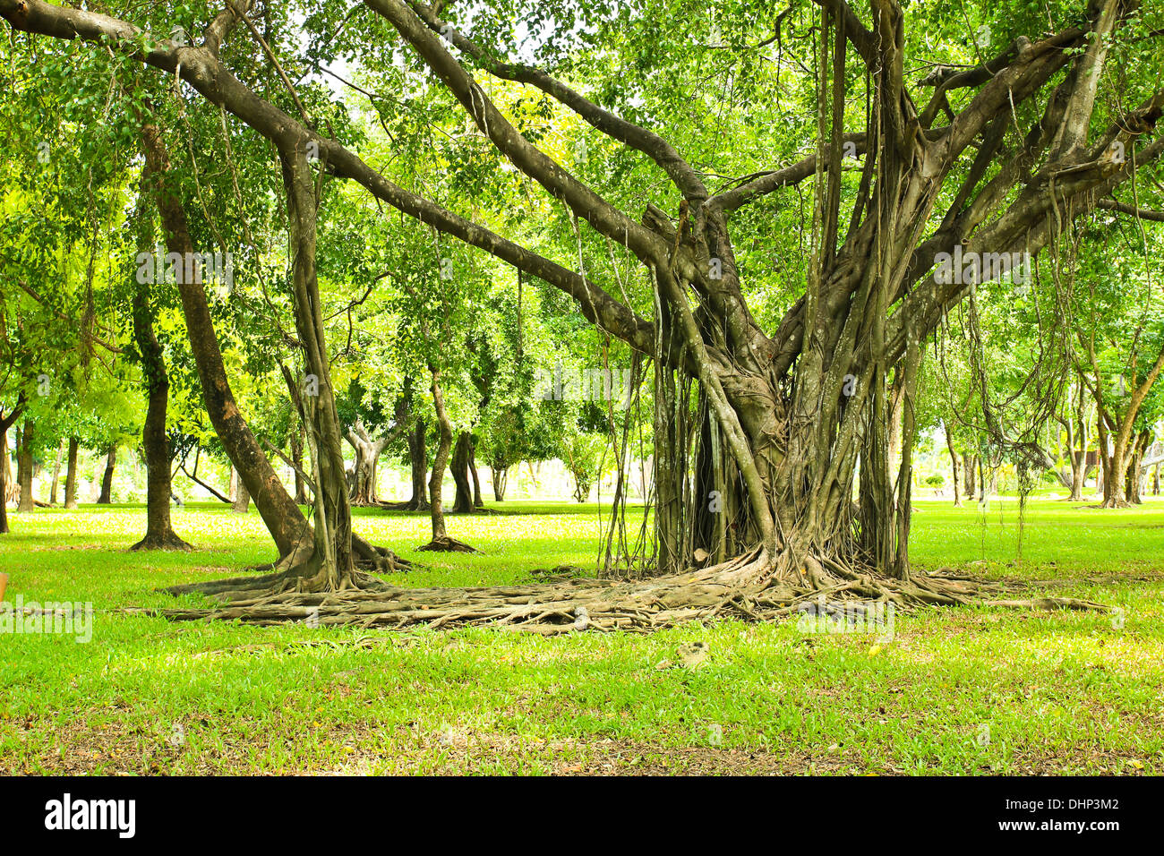 Green trees in park Stock Photo - Alamy