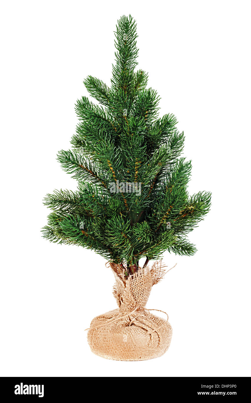 Fir tree for Christmas isolated on white background Stock Photo - Alamy