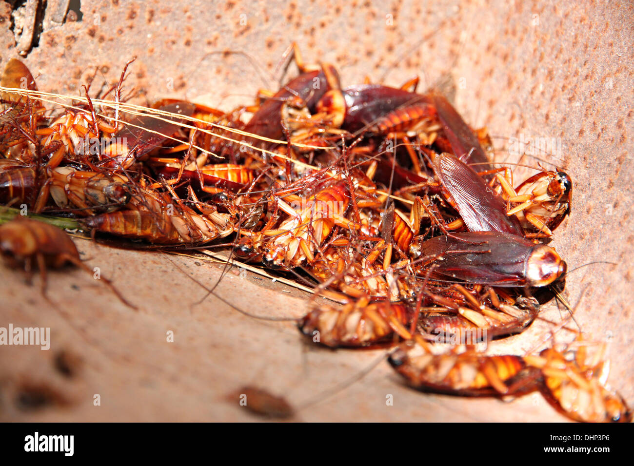 The picture closeup Cockroaches to dead and combination in bin Stock ...