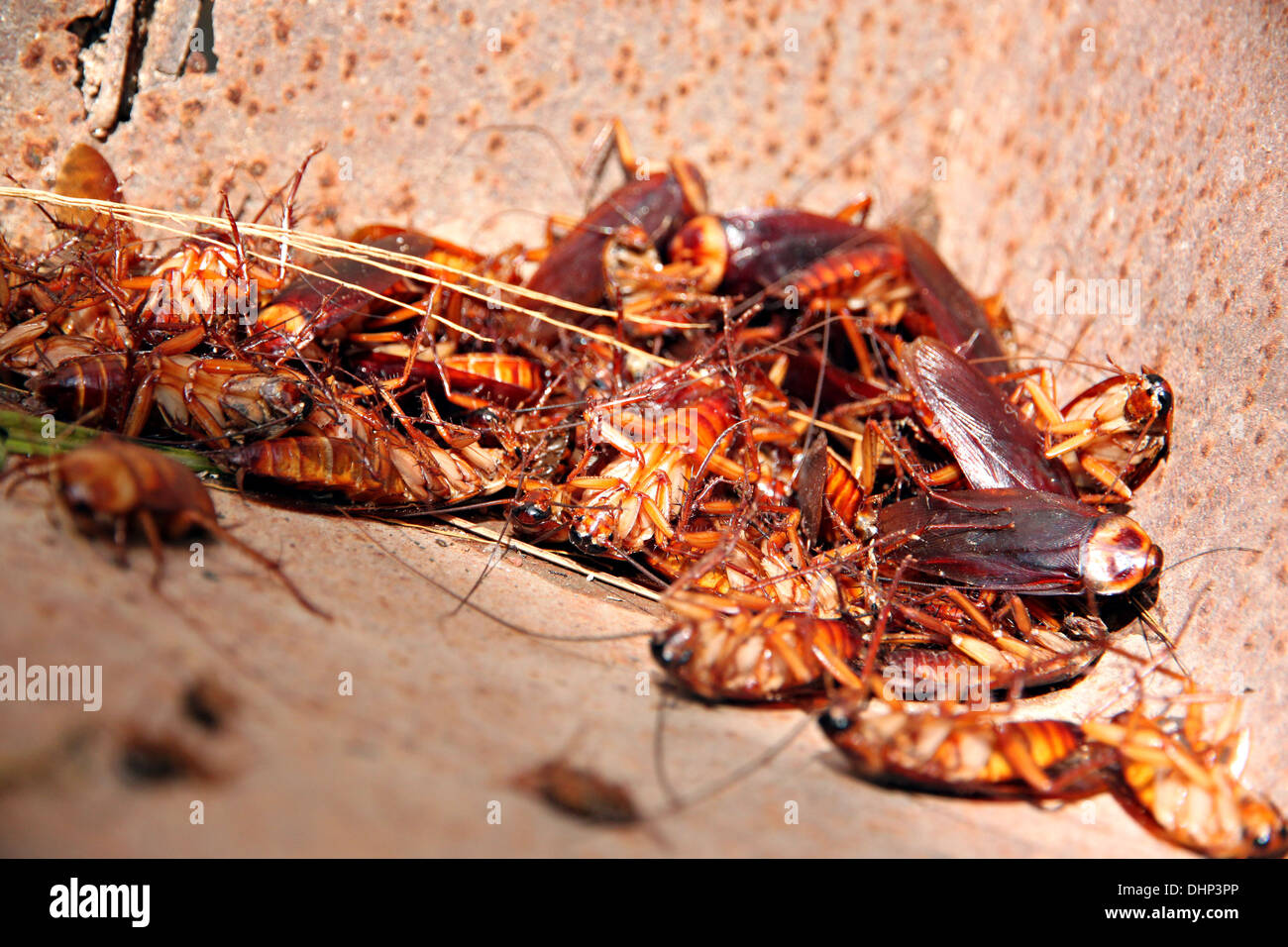 The picture closeup Cockroaches to dead and combination in bin Stock ...