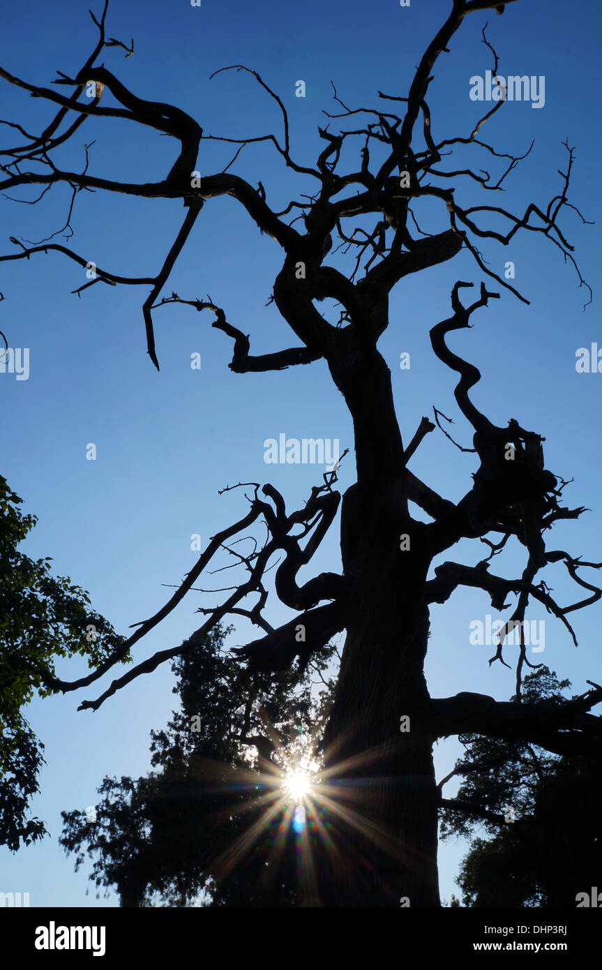 Tree at The Forbidden City, Beijing, China Stock Photo - Alamy
