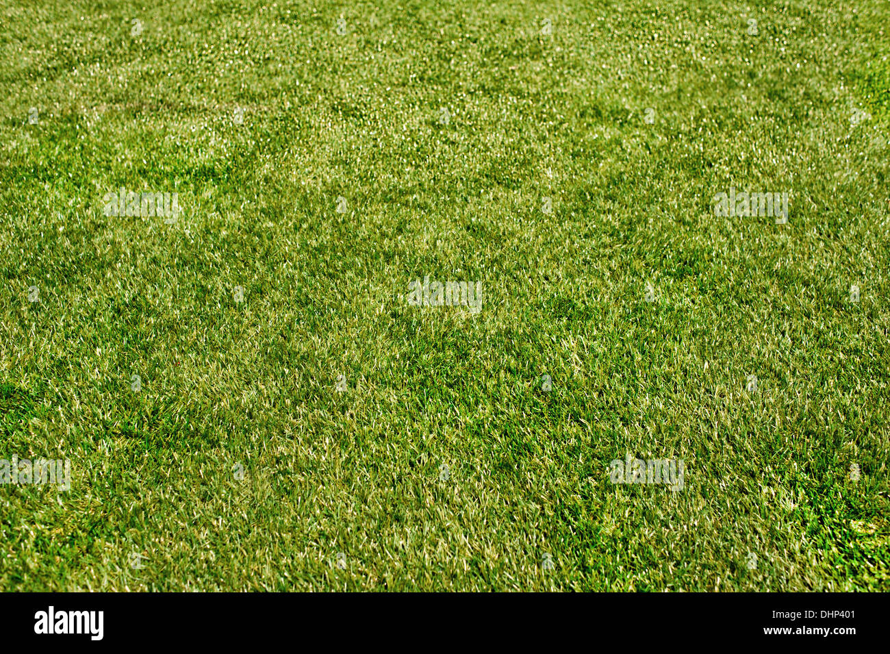 Field green grass background. Selective focus Stock Photo - Alamy