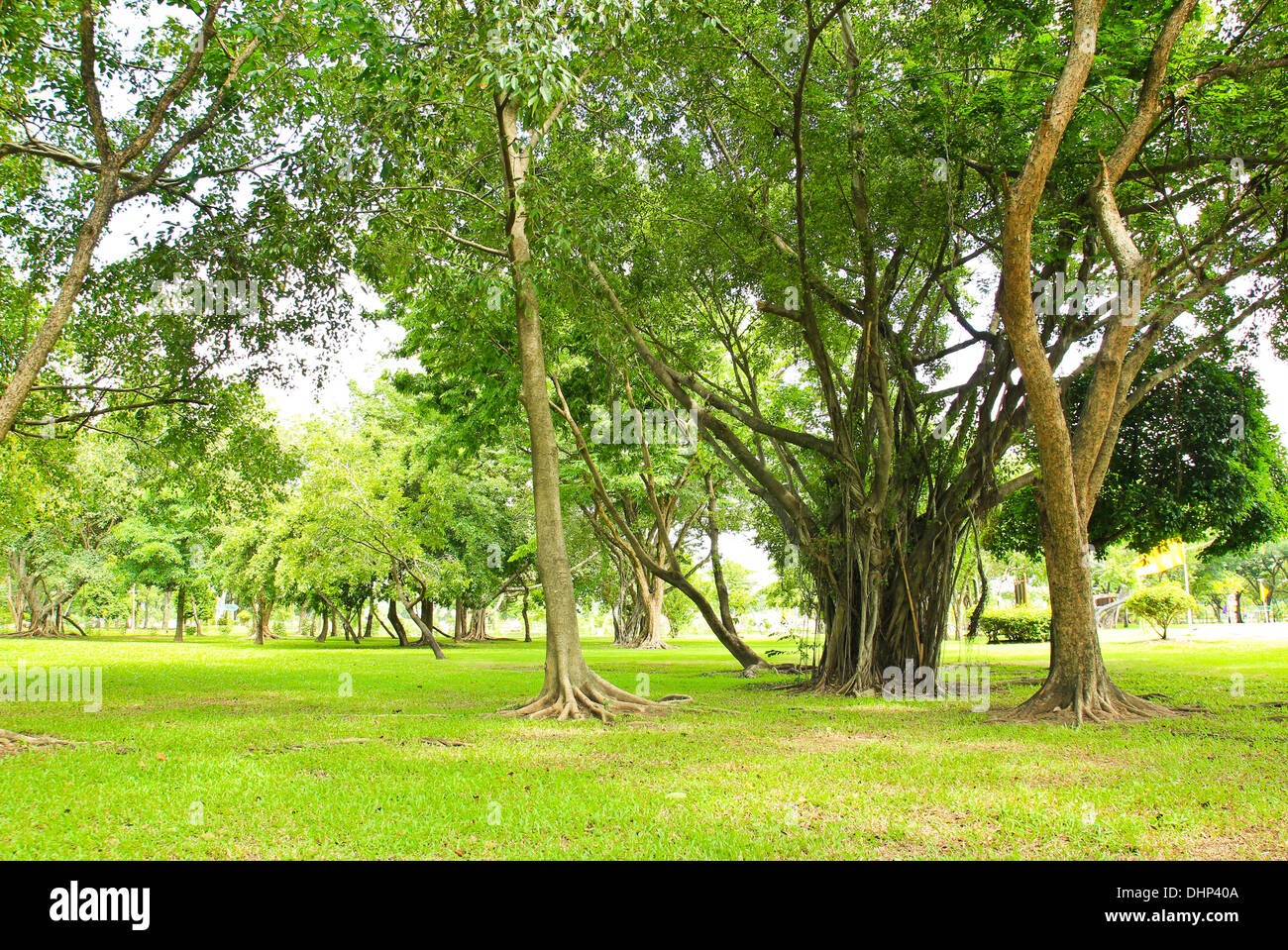 Green tree park hi-res stock photography and images - Alamy