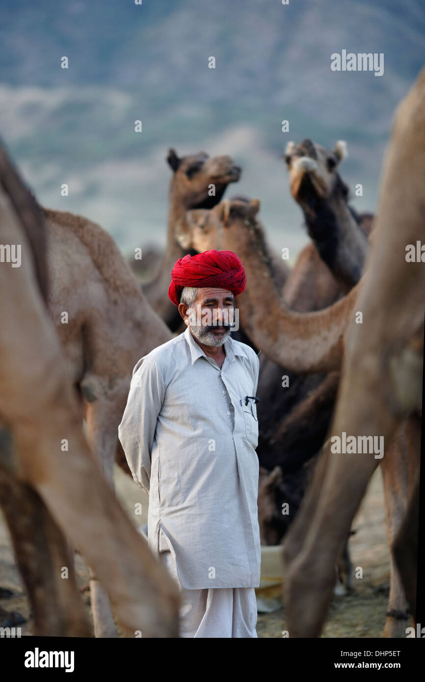 Camels and their Owner portrait at Pushkar camel Fair in Rajasthan ...