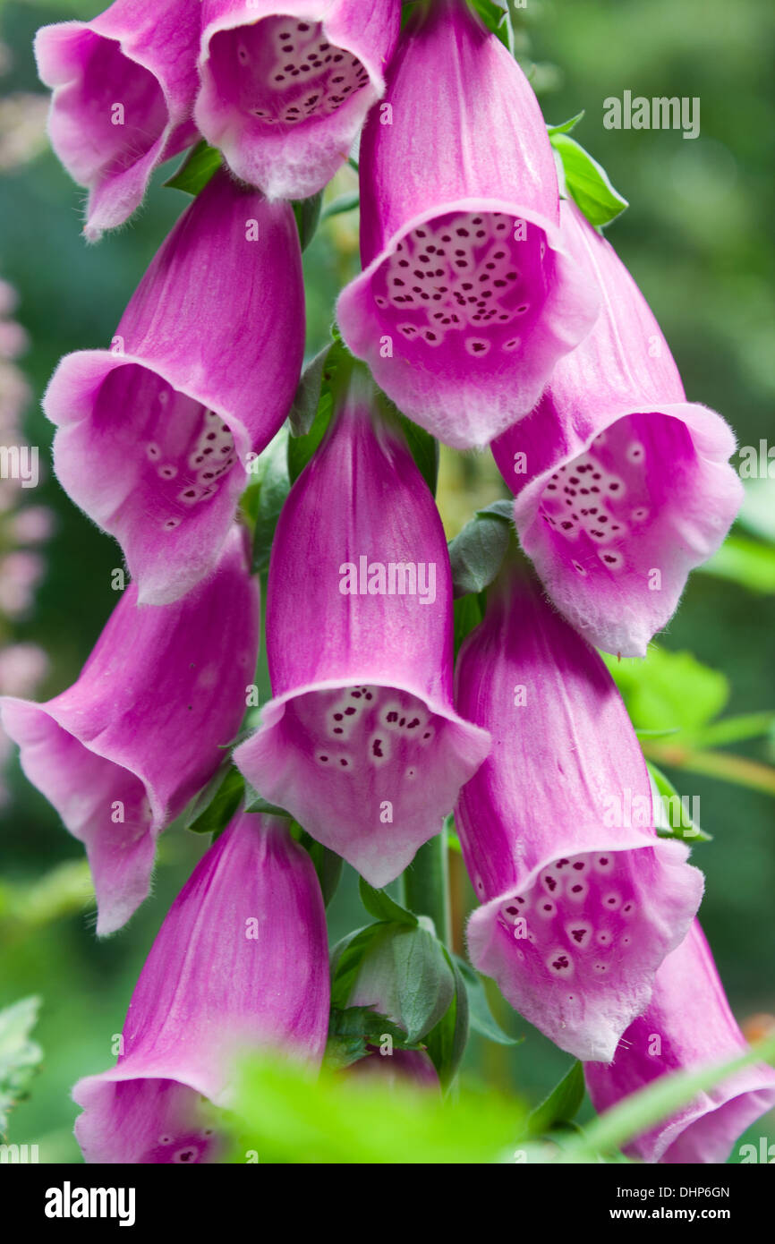 Digitalis purpurea wald hi-res stock photography and images - Alamy
