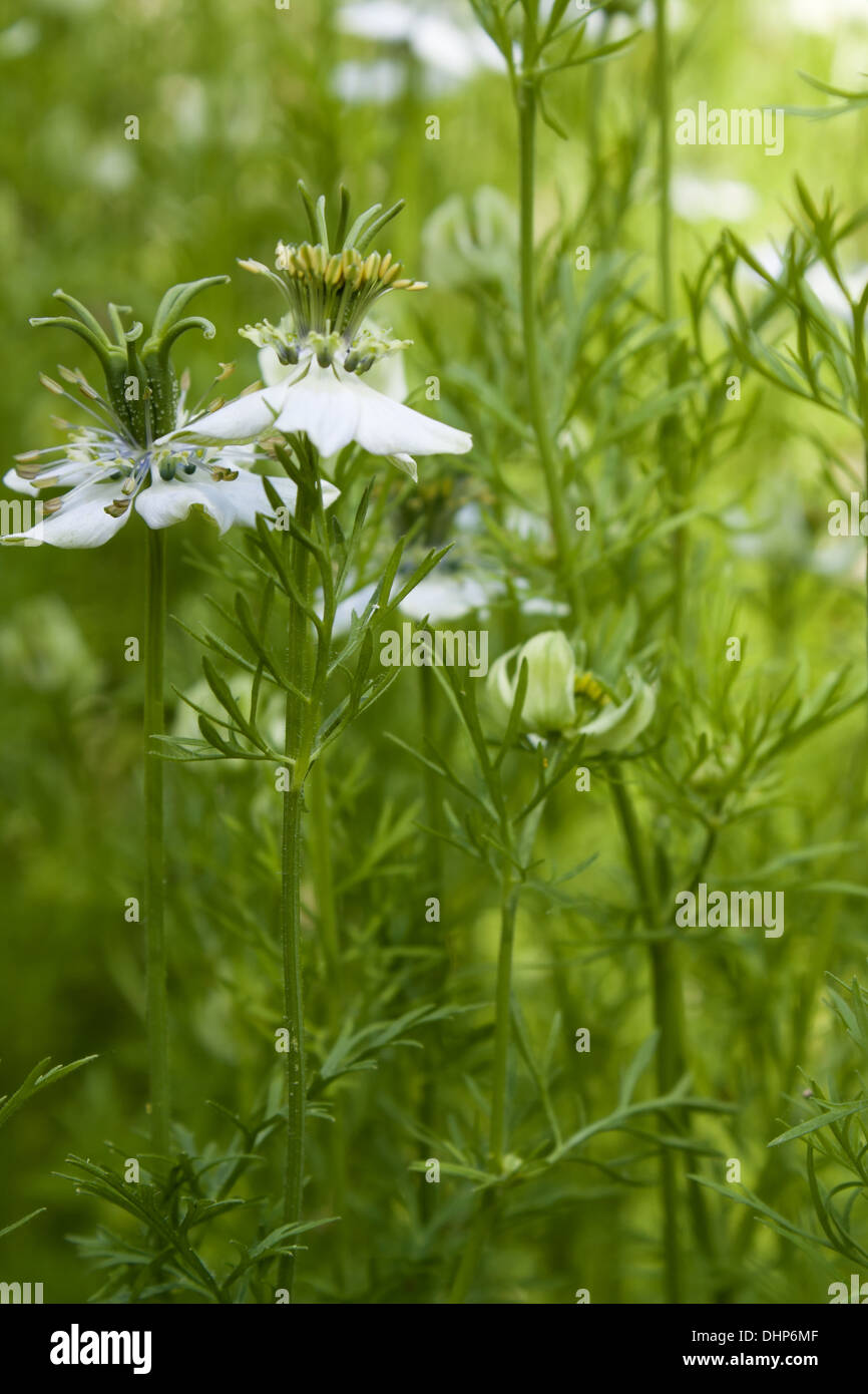 Nigella sativ hi-res stock photography and images - Alamy