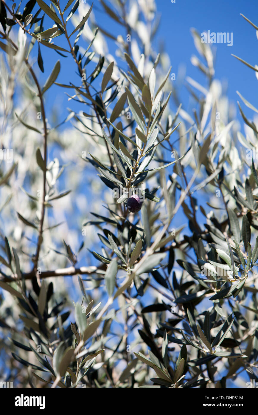 Olive tree hi-res stock photography and images - Alamy