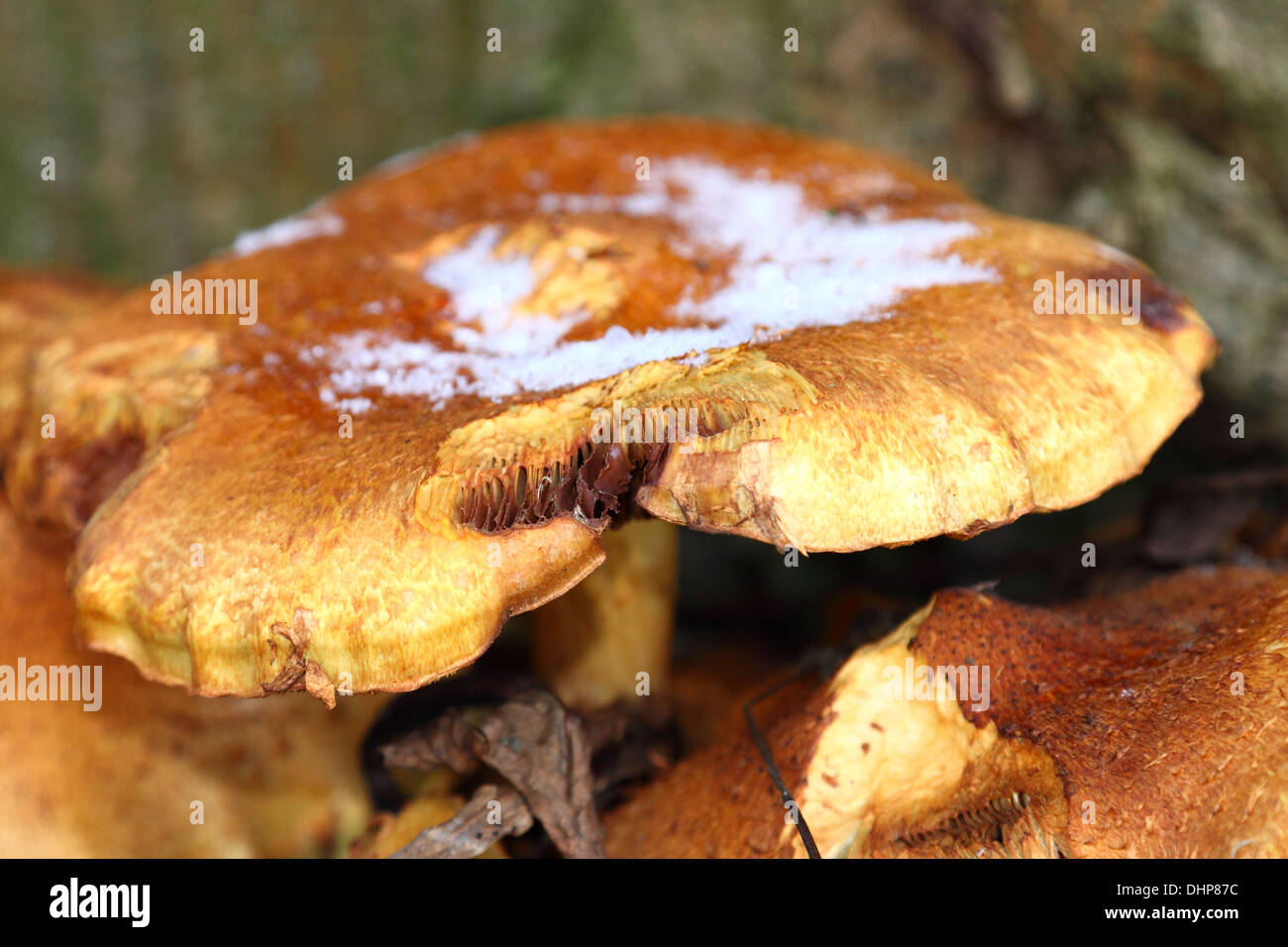 Fungus in ice hi-res stock photography and images - Alamy