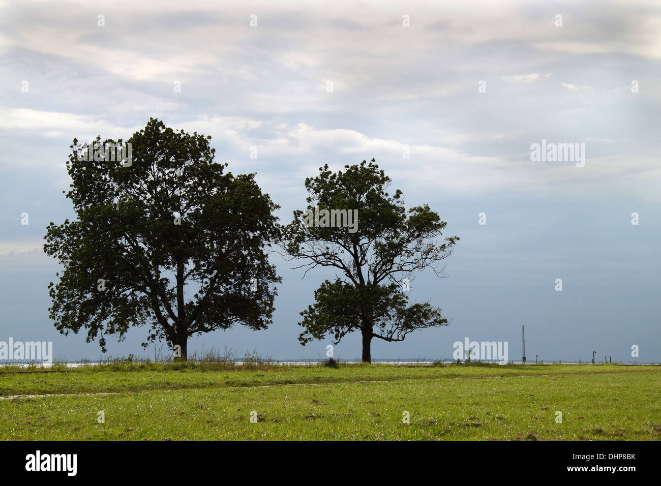 Tree at the port exit Emden Stock Photo - Alamy