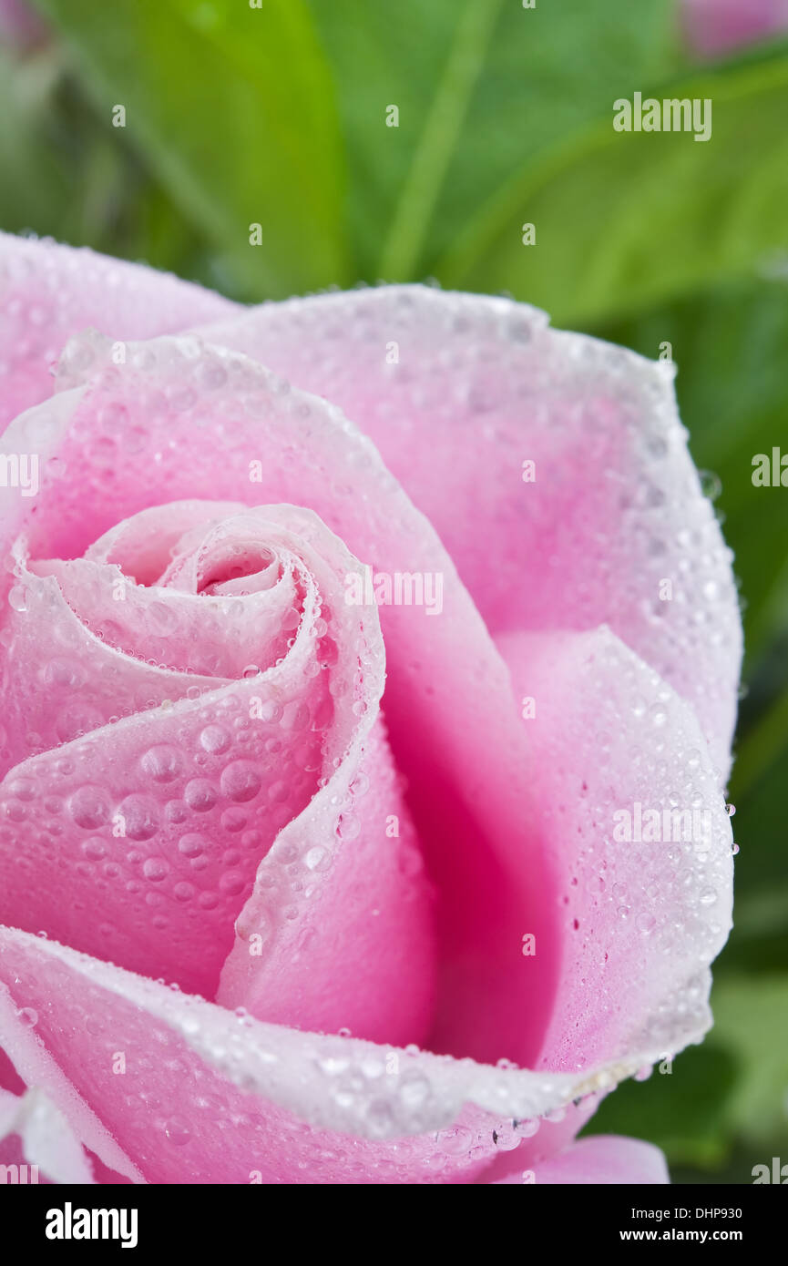 Beautiful pink rose Stock Photo - Alamy