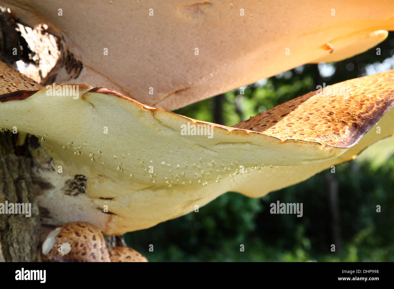Meat tree hi-res stock photography and images - Alamy