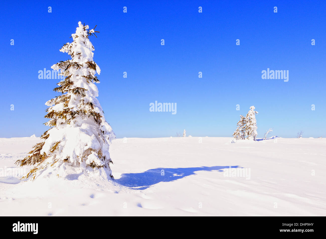 Blue sky trees and skyline hi-res stock photography and images - Alamy