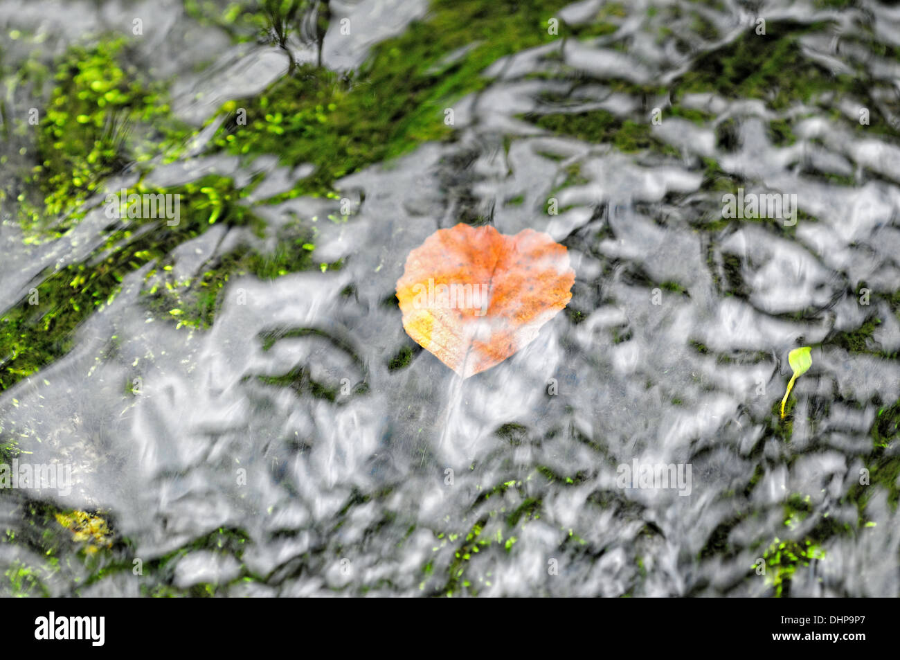 running water in a leaf Stock Photo - Alamy