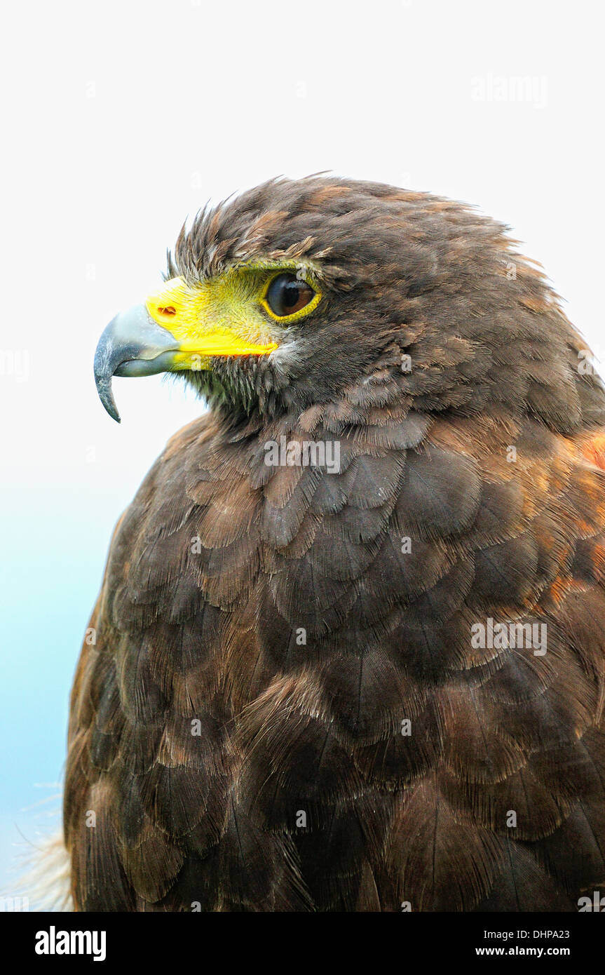 Side Portrait Harris Hawk Stock Photo - Alamy
