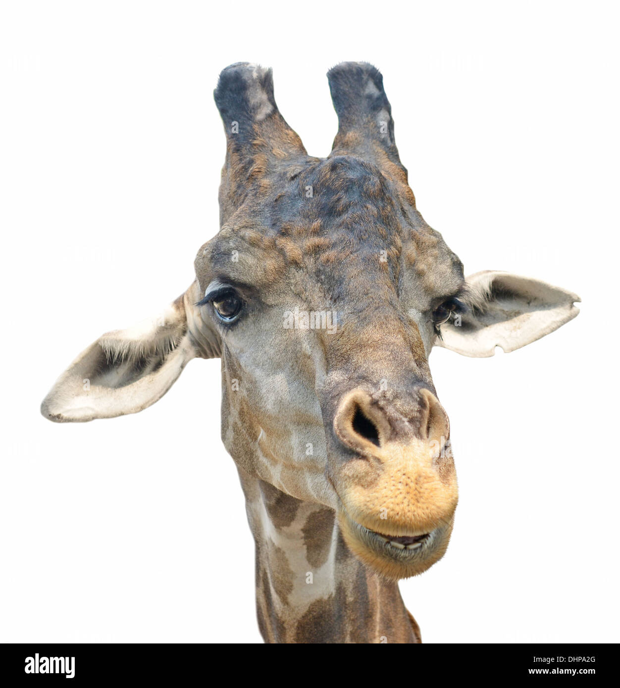 Giraffe stretching hi-res stock photography and images - Alamy