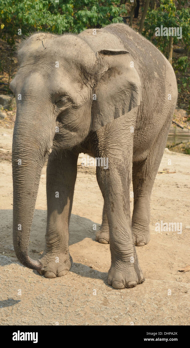 Elephant sitting cutout hi-res stock photography and images - Alamy