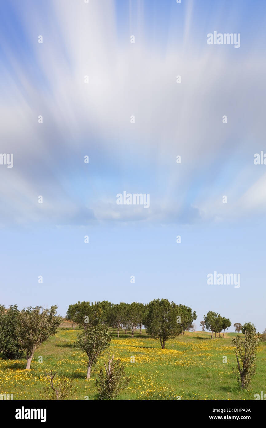 A field with green trees Stock Photo - Alamy