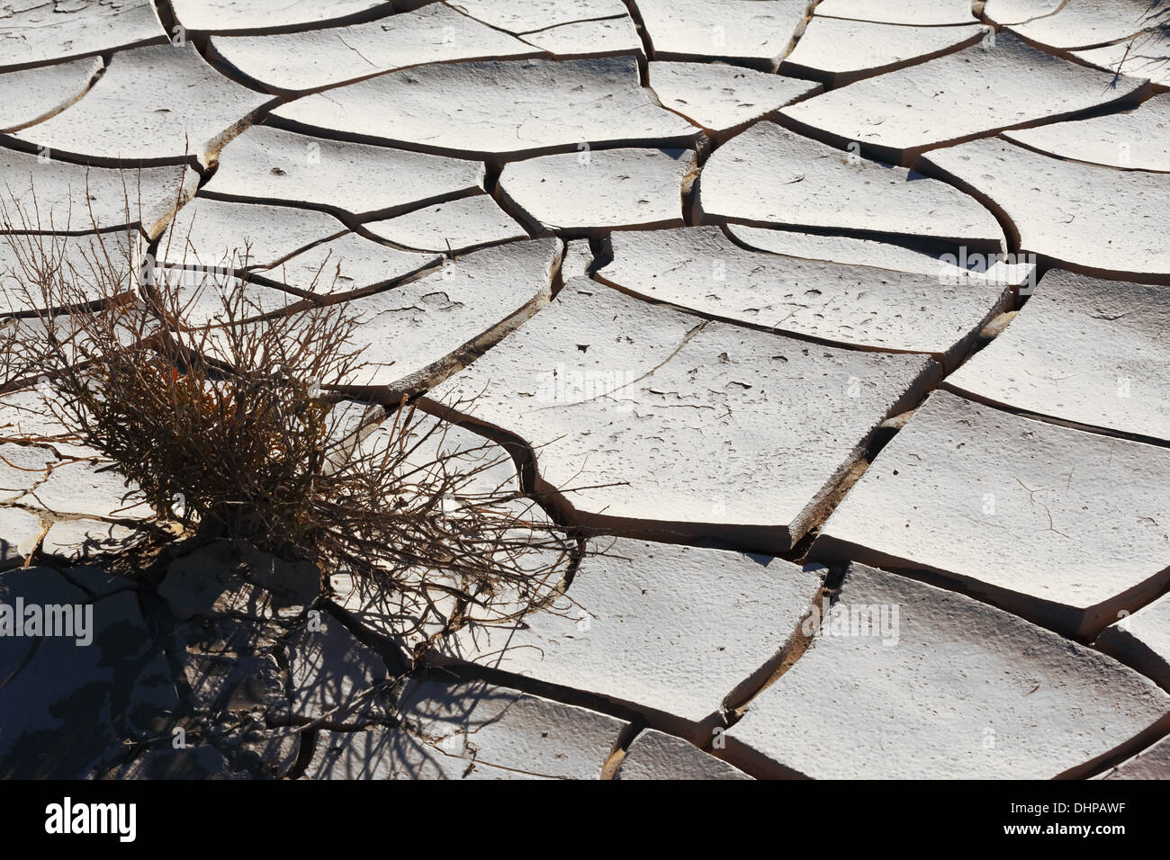 A dry bush Stock Photo - Alamy
