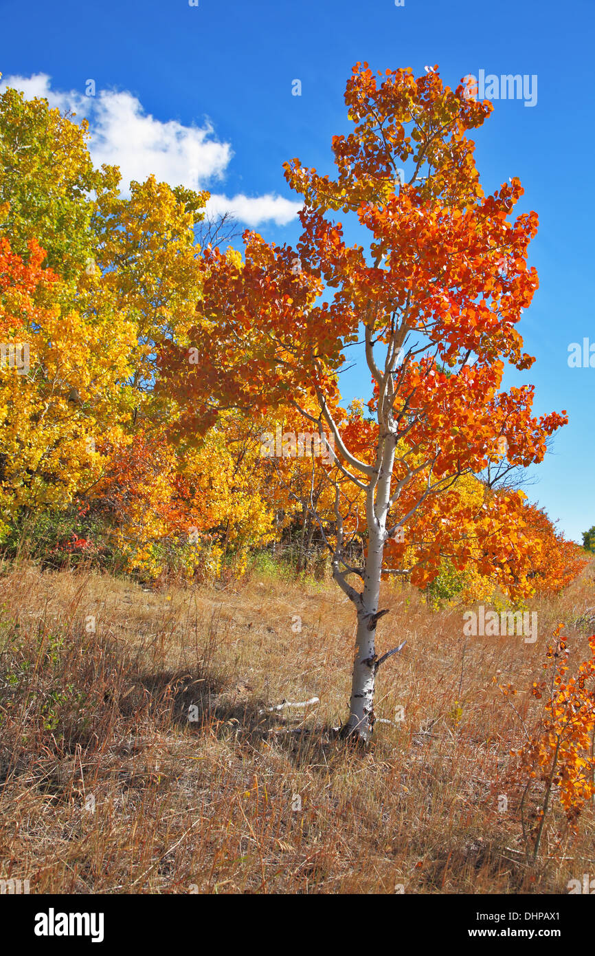 Yellow autumn foliage trees hi-res stock photography and images - Alamy