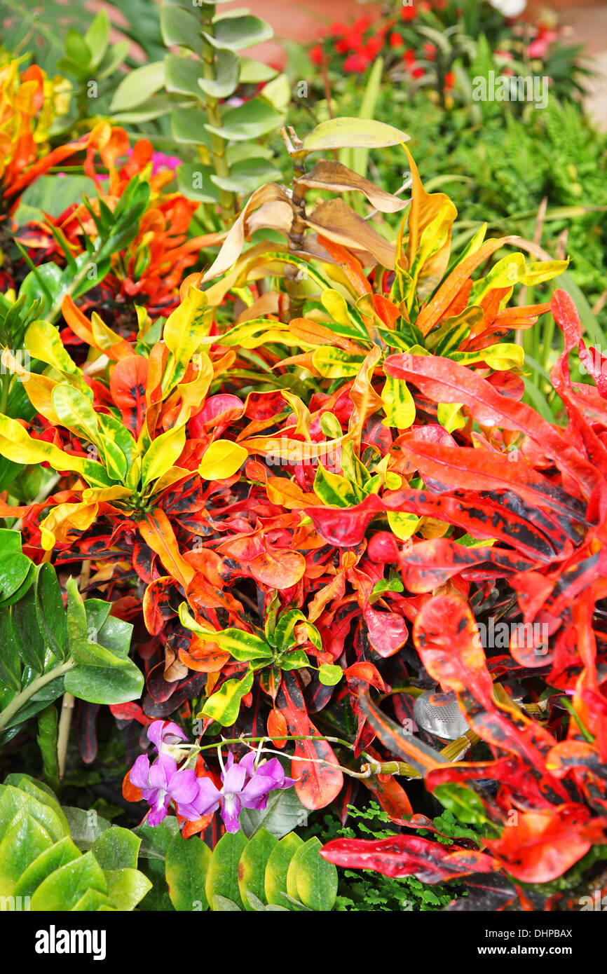 Beautiful exotic plants hi-res stock photography and images - Alamy