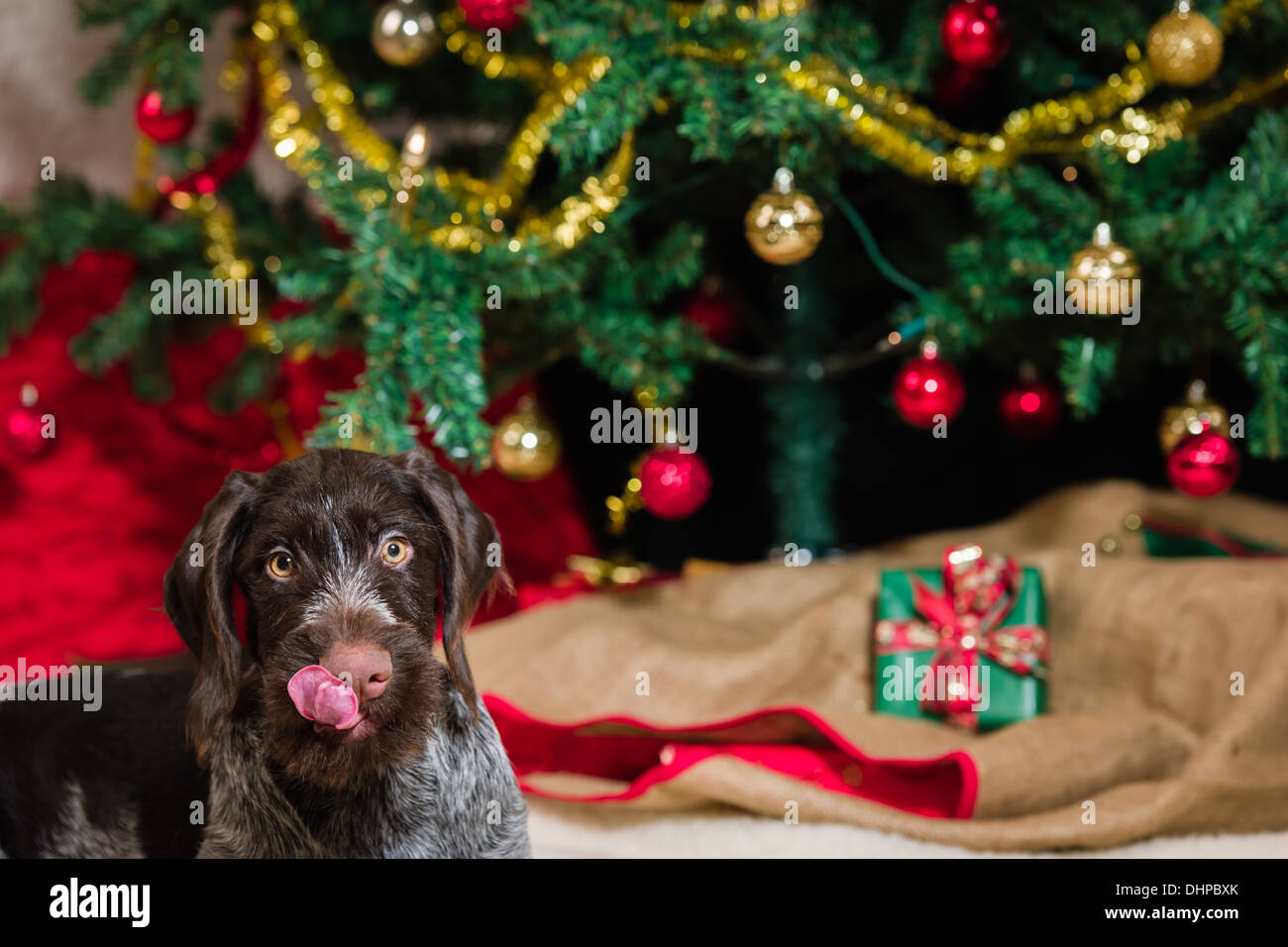 Pointer tree hi-res stock photography and images - Alamy