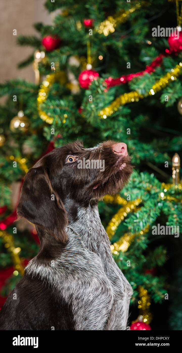 Sitting German wirehaired pointer puppy, Christmas tree on background ...