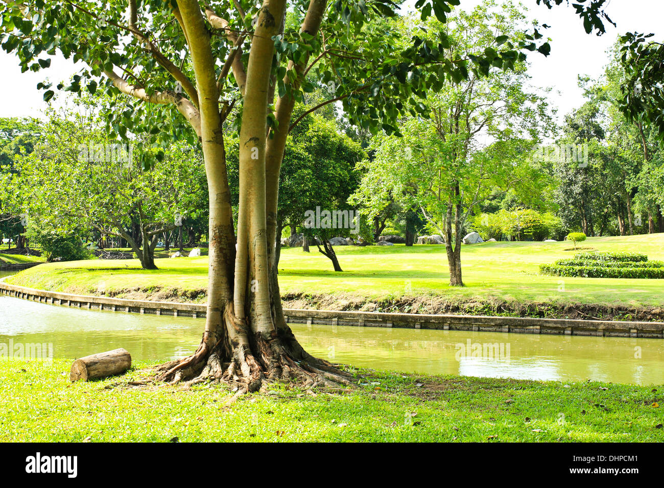 Green trees in park Stock Photo - Alamy