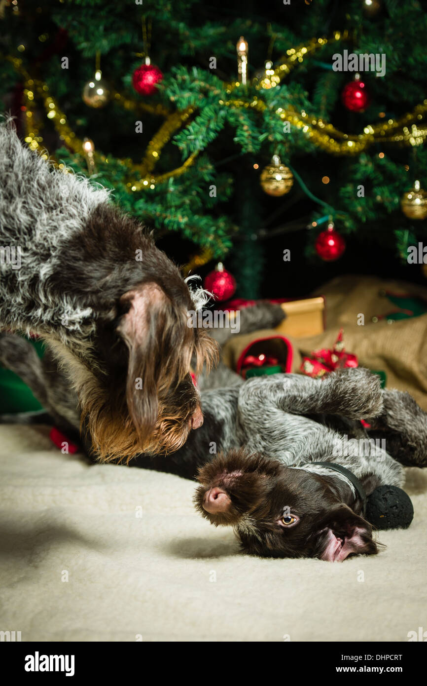 German wire haired pointers hi-res stock photography and images - Alamy