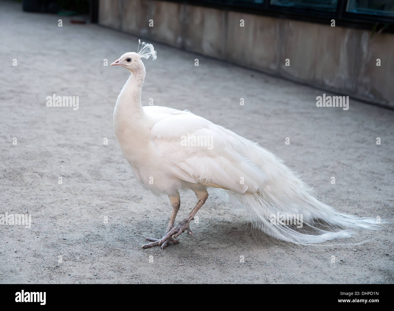 White Peacock Female