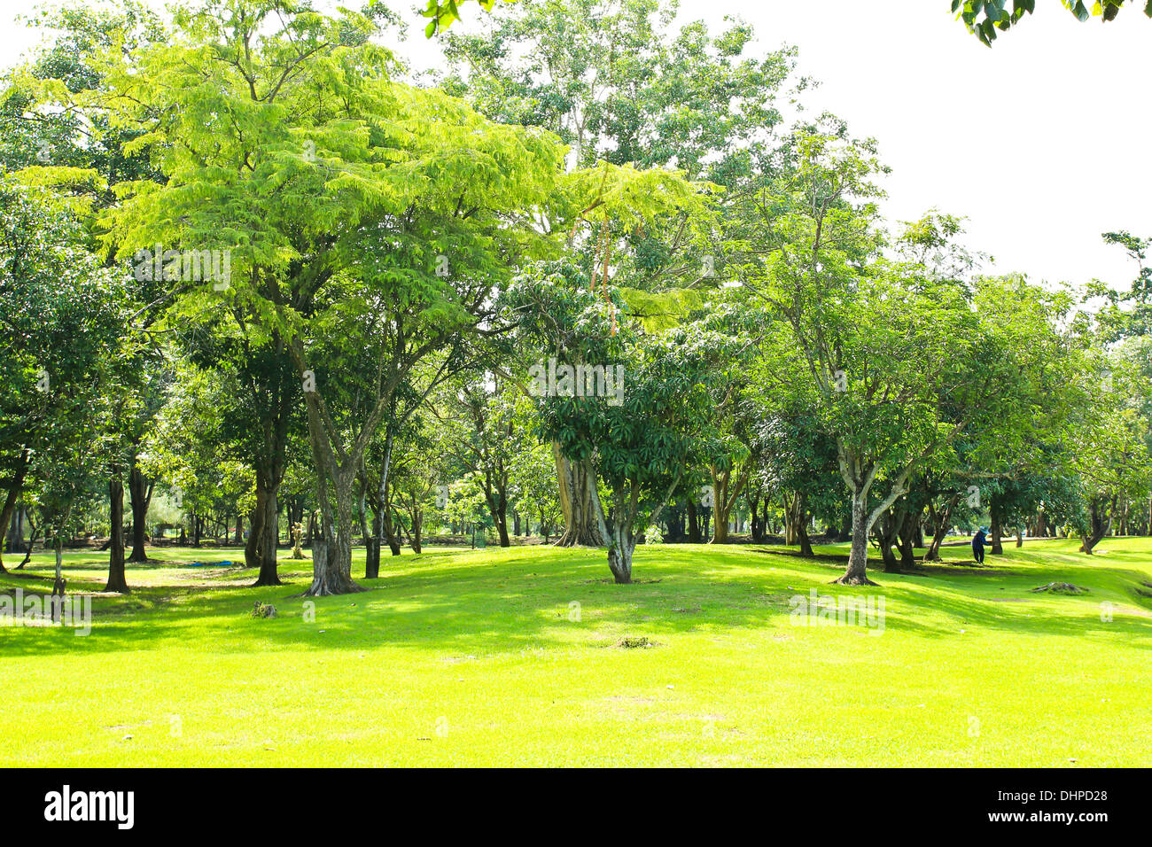Green trees in park Stock Photo - Alamy