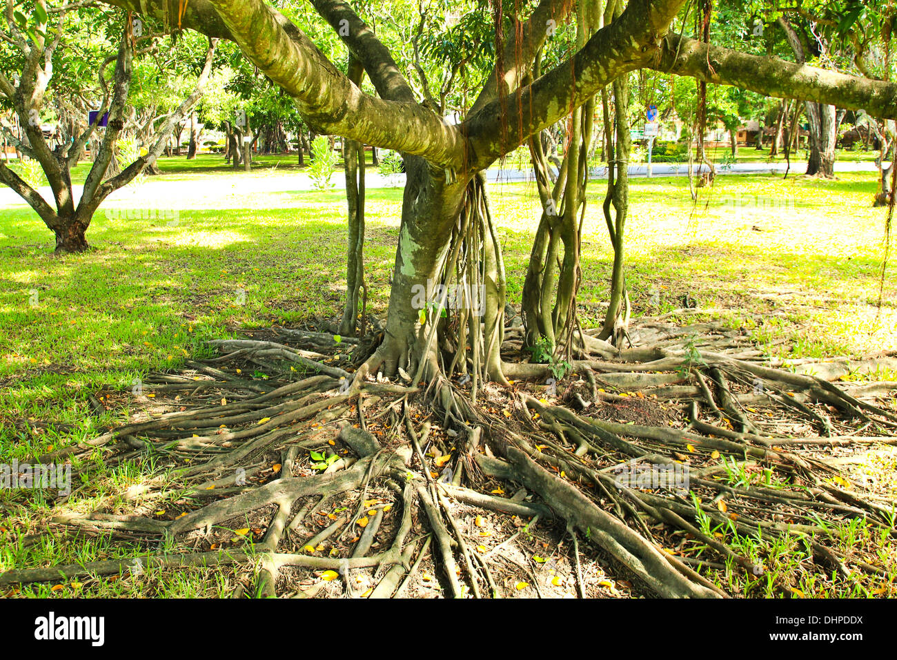 Root of the tree hi-res stock photography and images - Alamy