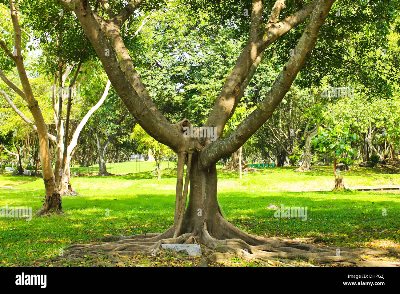 Green tree park hi-res stock photography and images - Alamy