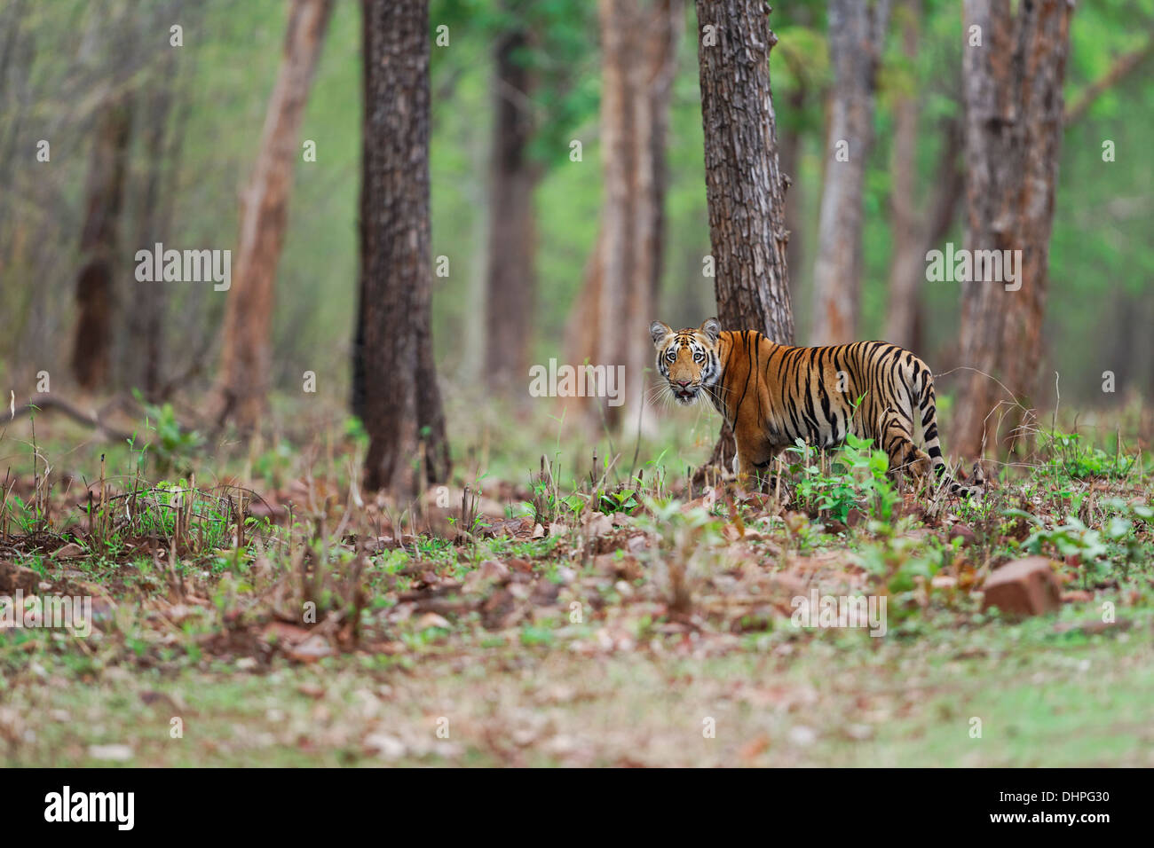 A male wild Bengal tiger cub staring at camera in Tadoba Forest, India ...