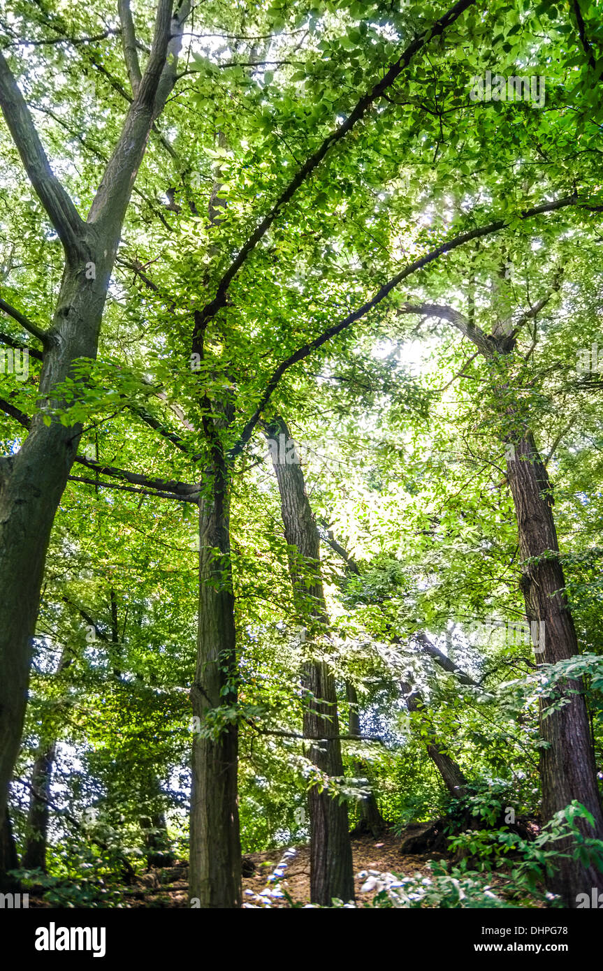 Trees of recreation park in Prague, Czech Republic Stock Photo - Alamy