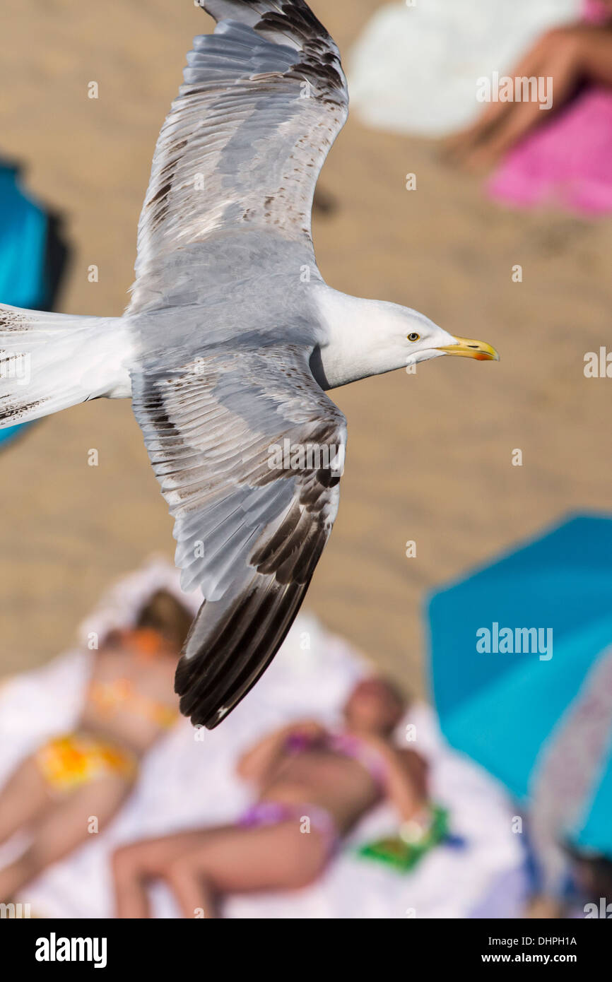 Gull Flying