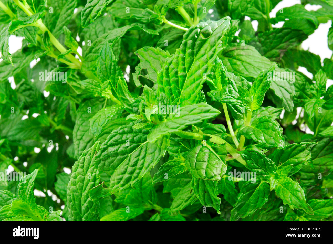 closeup of a bunch of mint on a white background Stock Photo - Alamy