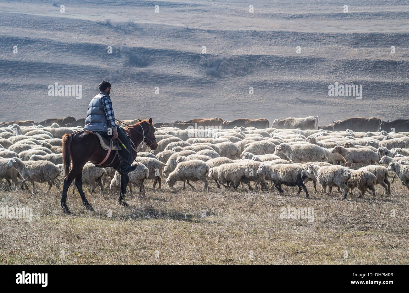 David shepherd hi-res stock photography and images - Alamy