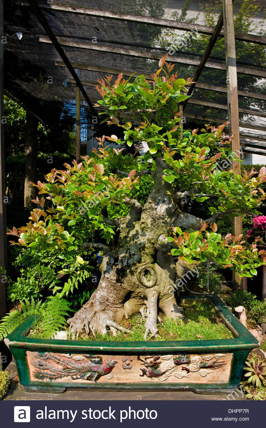 European Nettle Tree High Resolution Stock Photography and Images - Alamy