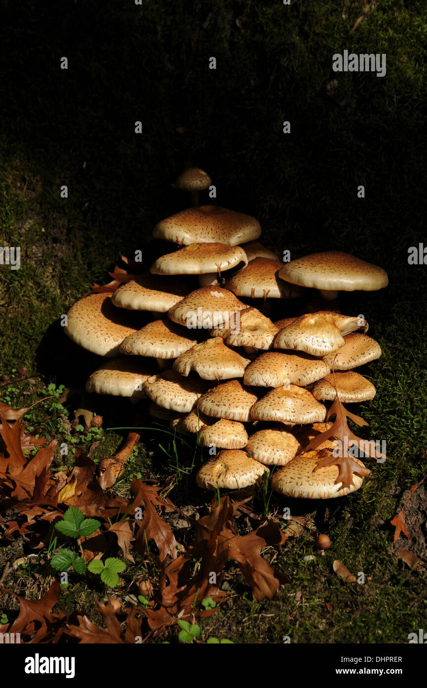 Pholiota pilze hi-res stock photography and images - Alamy