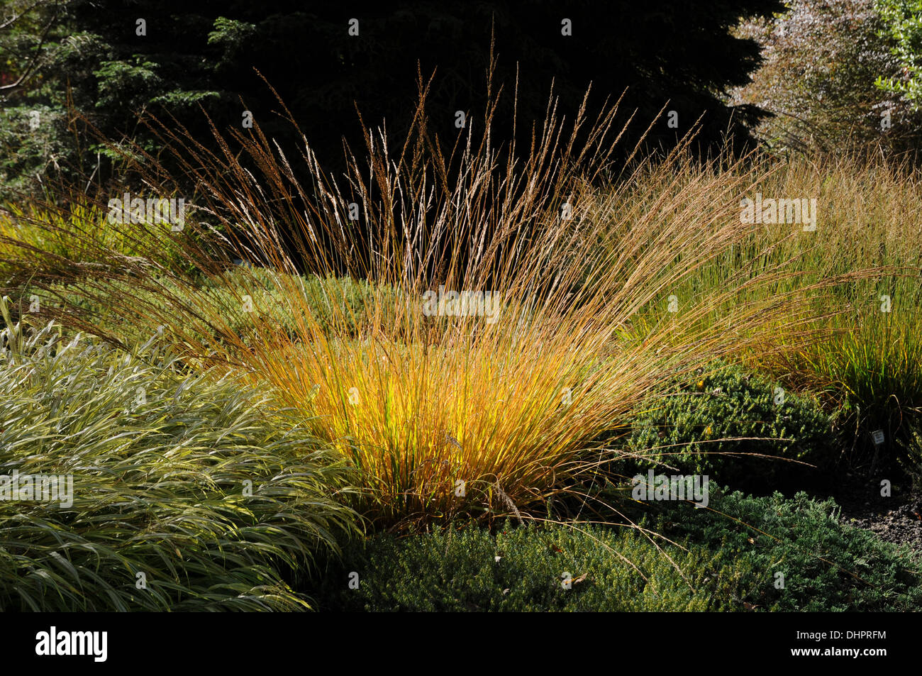 Purple moor grass Stock Photo - Alamy