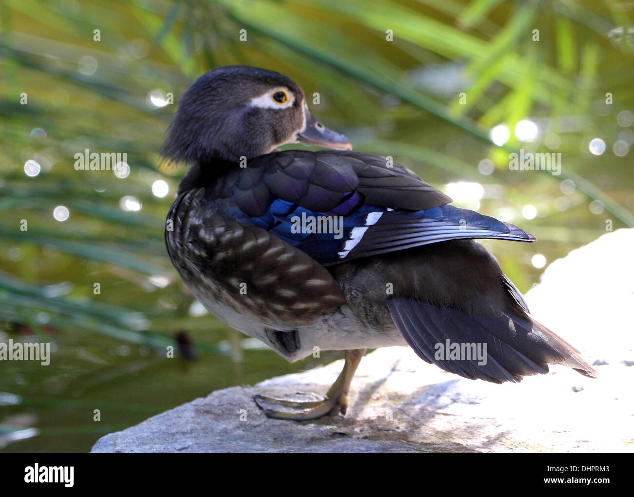 Female Mandarin Duck (Aix galericulata) in oriental setting Stock Photo ...
