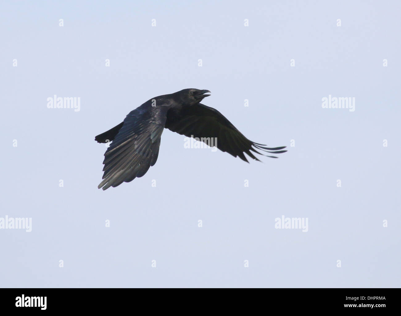 Carrion crow wings spread hi-res stock photography and images - Alamy