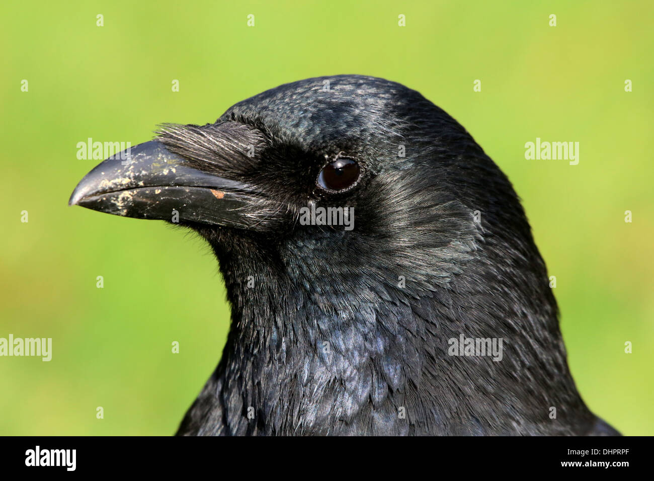 Detailed close-up of head and upper body of a black carrion crow ...