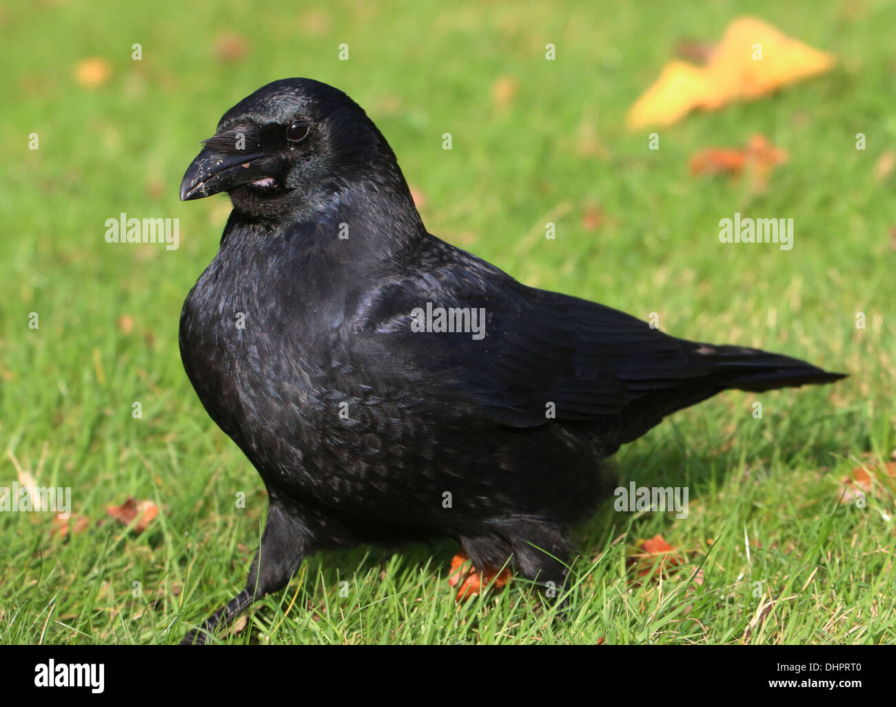 Black carrion crow (Corvus Corone) walking in the grass Stock Photo - Alamy
