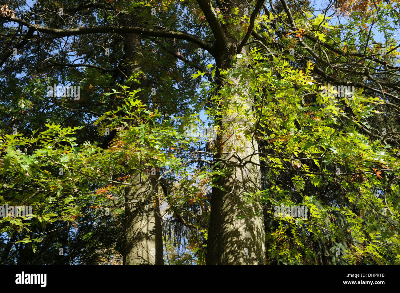 Pin oak trees hi-res stock photography and images - Alamy