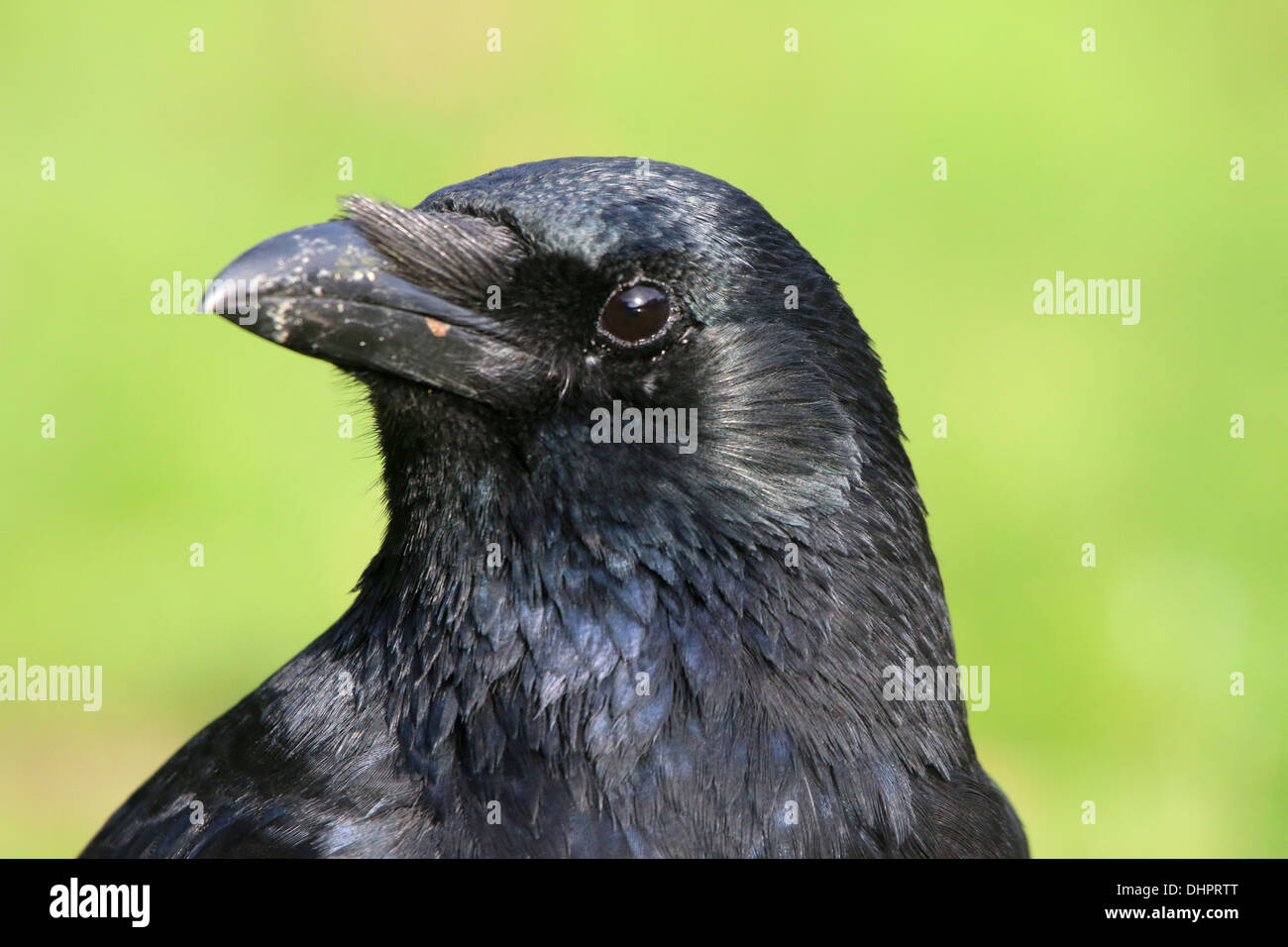 Detailed close-up of head and upper body of a black carrion crow ...