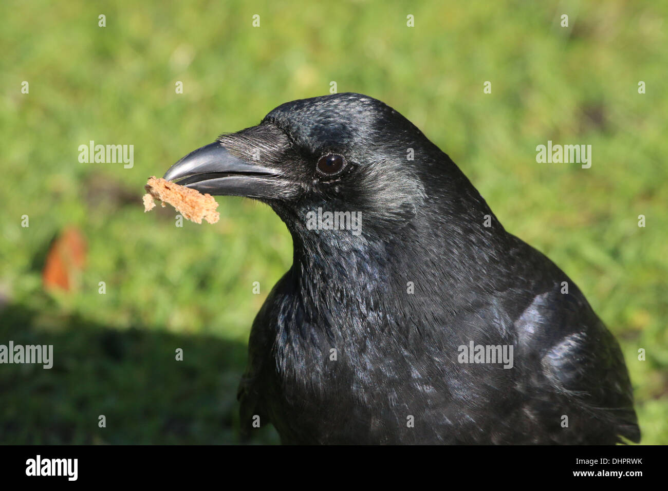 Crows head close up hi-res stock photography and images - Alamy