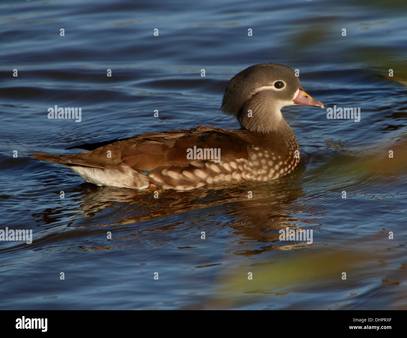 Close-up of a swimming female Mandarin Duck (Aix galericulata Stock ...